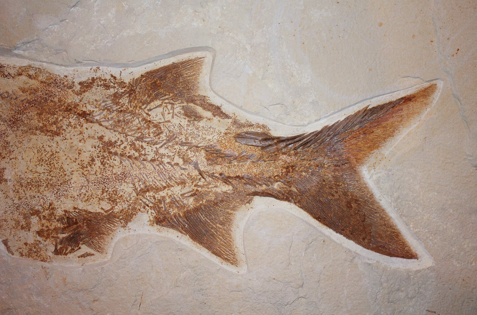 Extremely Rare 34.5" Paddlefish - Green River Formation For Sale ...