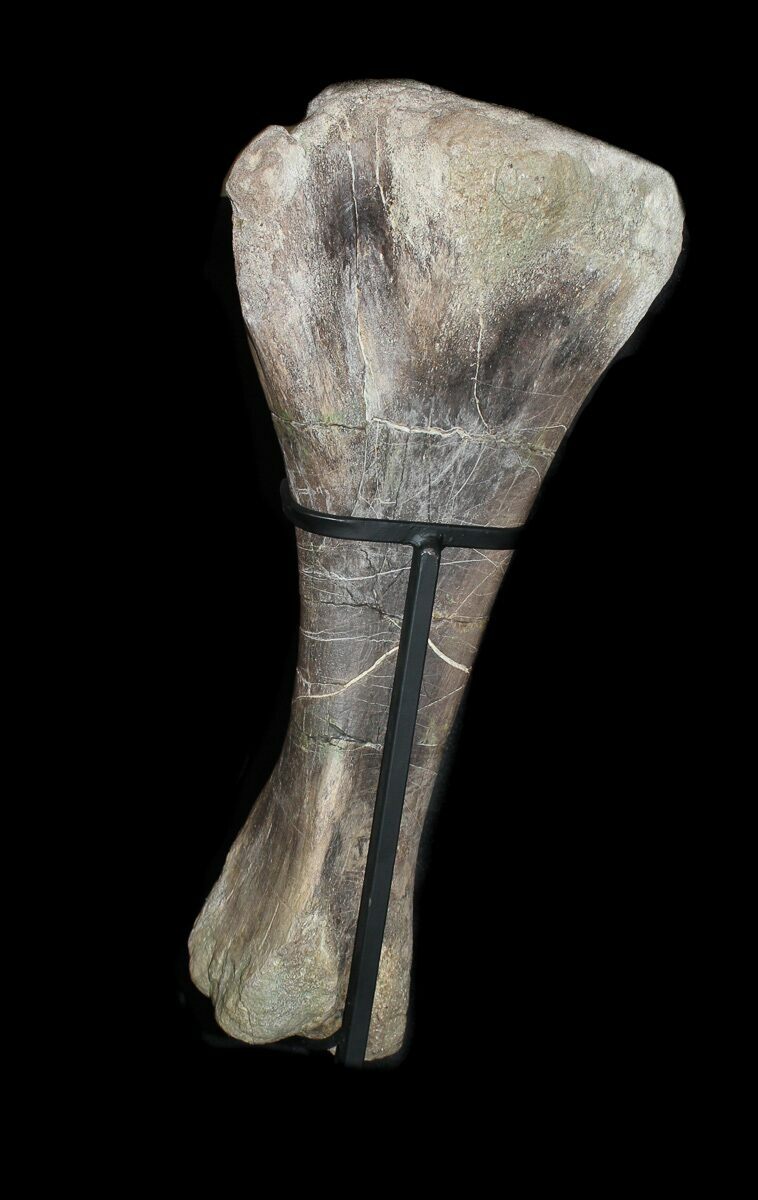 22.3" Juvenile Alamosaurus Tibia On Stand - Texas For Sale (#31429 ...