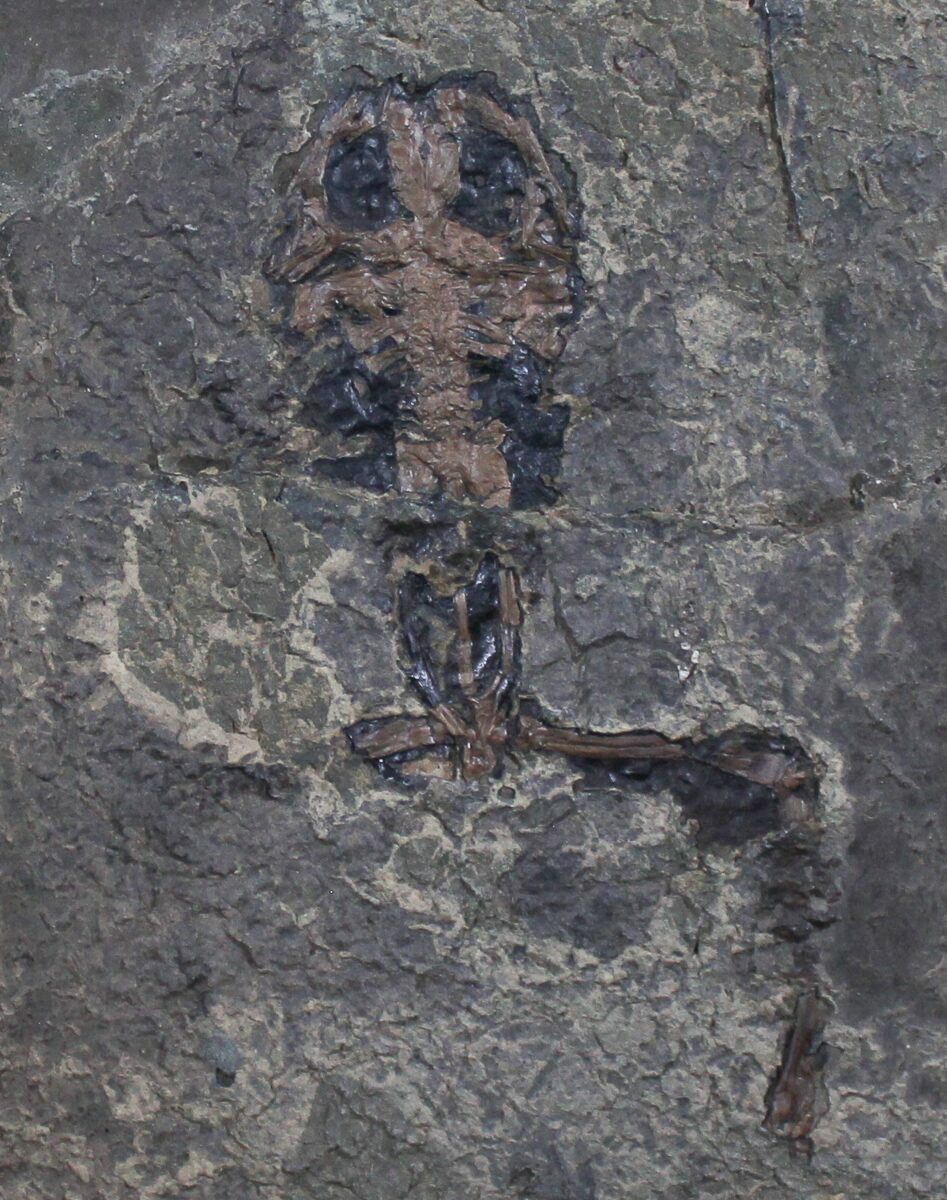 Rare Fossil Frog (Eopelobates) - Messel Shales In Germany For Sale ...