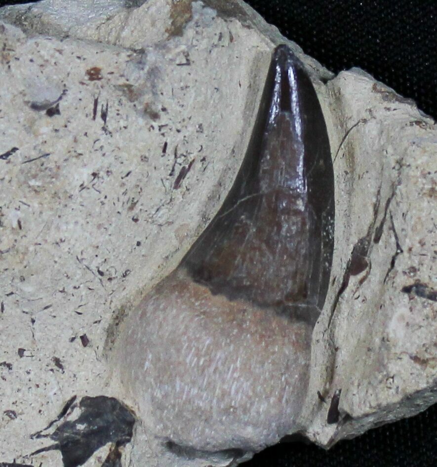 Rooted Tylosaurus Tooth - Smoky Hill Chalk, Kansas For Sale (#31433 ...