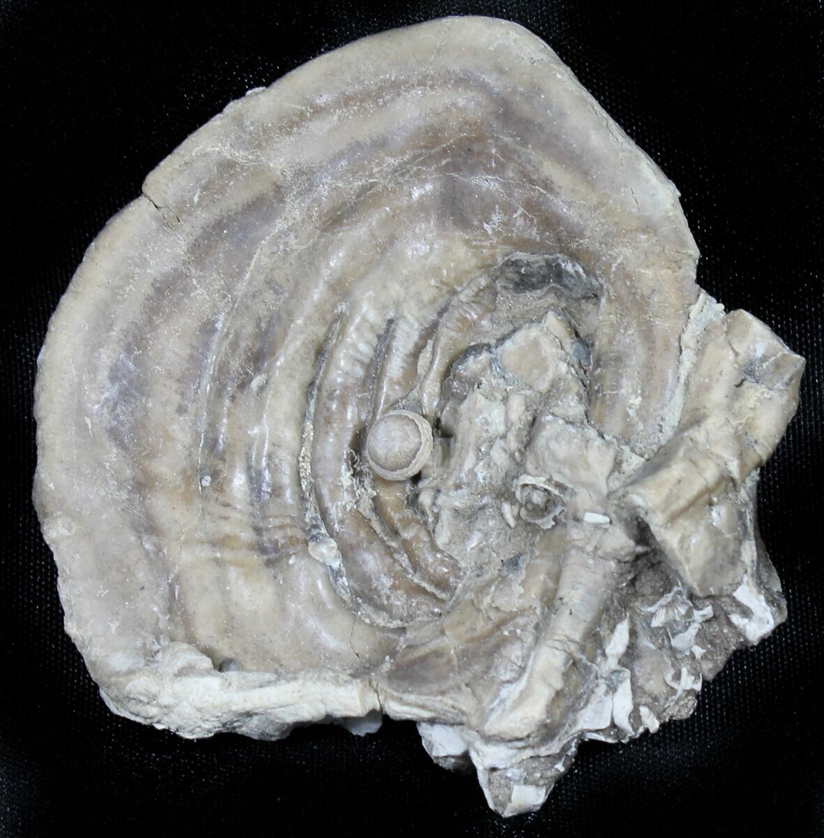 Fossil Oyster With Fossil Pearl - Smoky Hill Chalk, Kansas For Sale ...