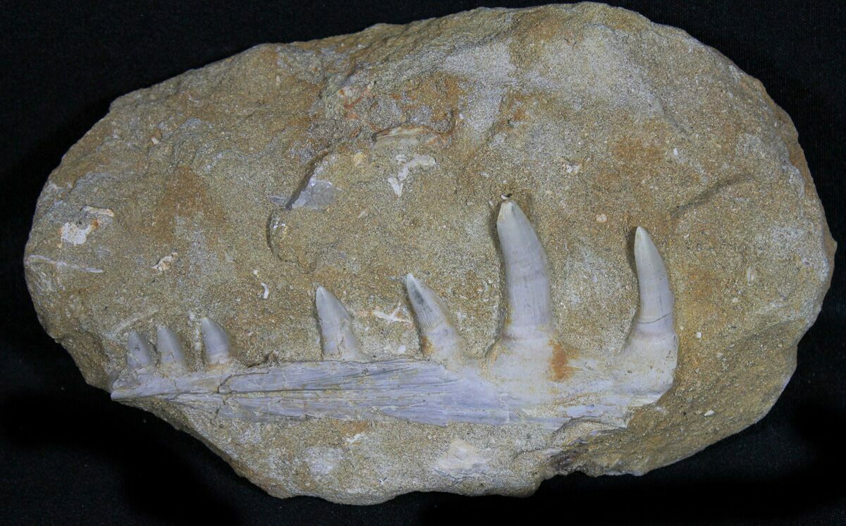 5.3" Enchodus Jaw Section With 7 Teeth - Fanged Fish For Sale (#31473 ...