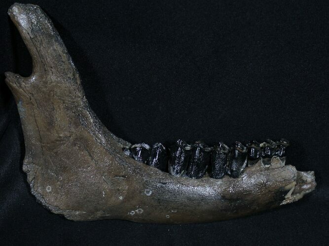 9.2" Irish Elk Jaw - Pleistocene, Germany For Sale (#31481) - FossilEra.com