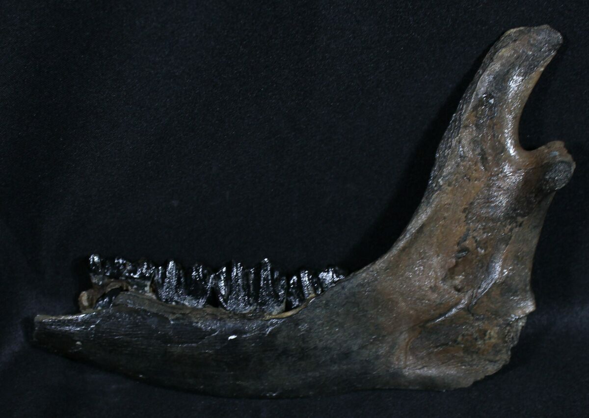 9.2" Irish Elk Jaw - Pleistocene, Germany For Sale (#31481) - FossilEra.com