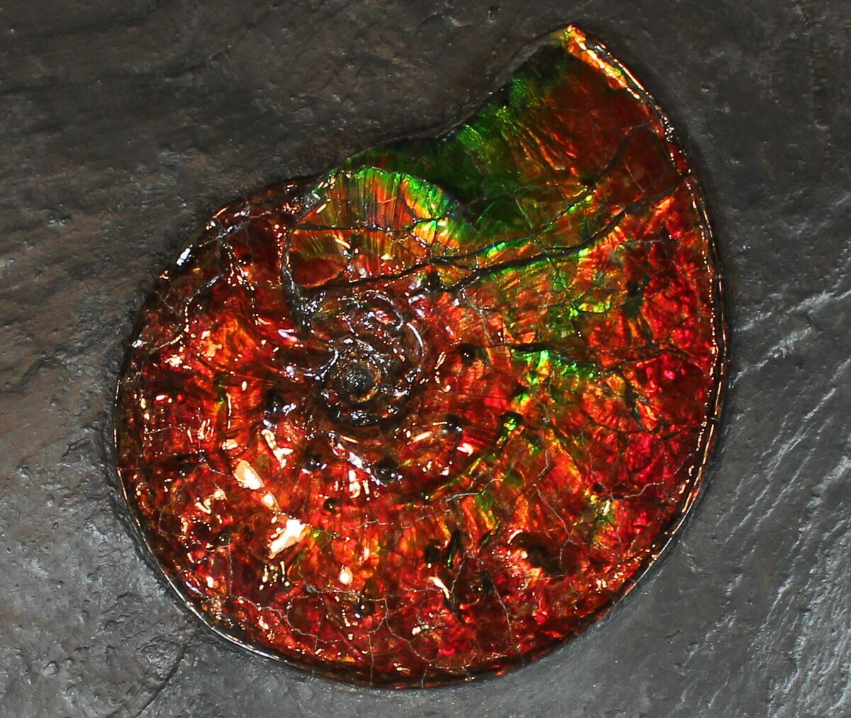 5.2" Iridescent Ammonite (Ammolite) In Shale For Sale (#31485 ...