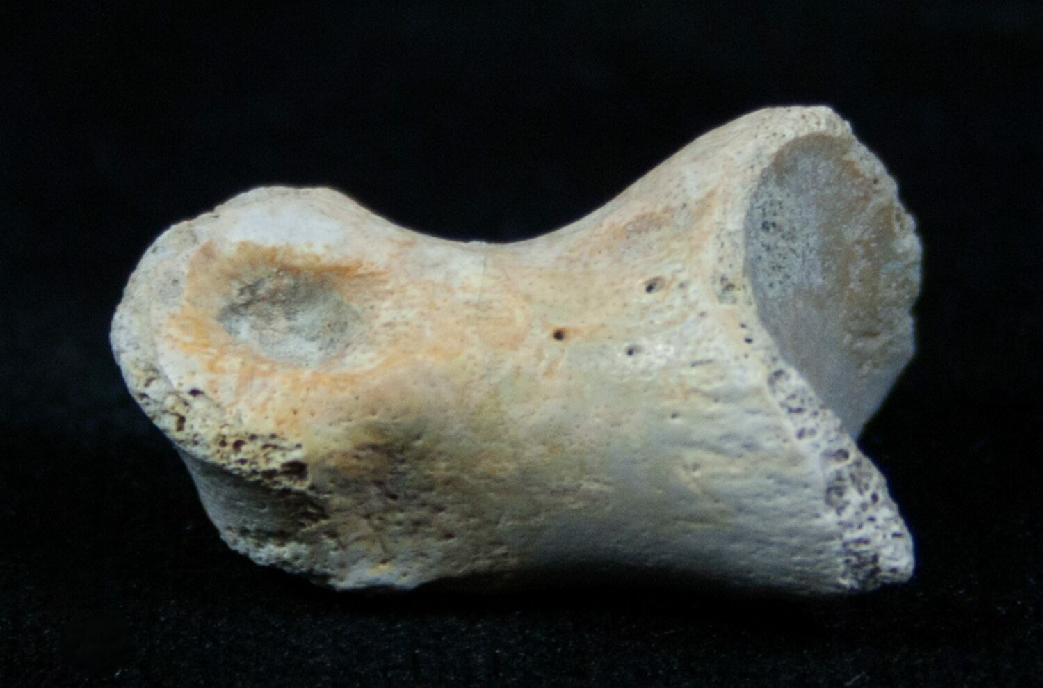 Theropod (Raptor) Toe Bone - Two Medicine Formation For Sale (#3838 ...
