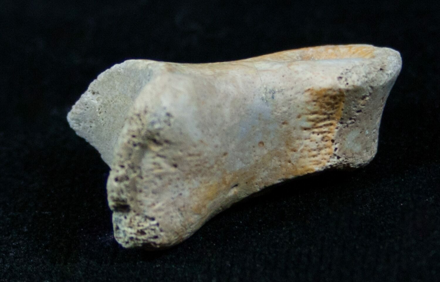 Theropod (Raptor) Toe Bone - Two Medicine Formation For Sale (#3838 ...