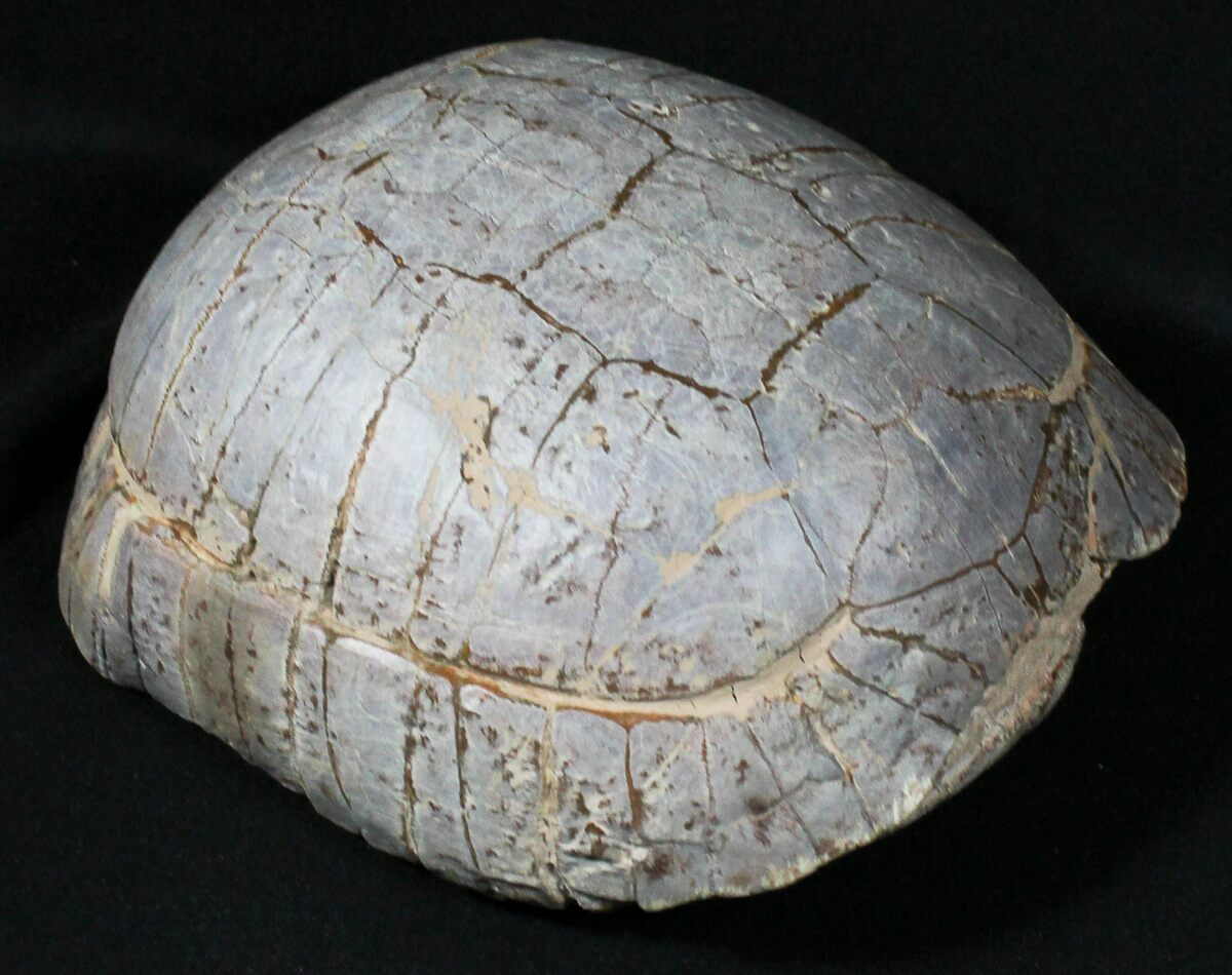 Nice 7.6" Fossil Tortoise (Stylemys) - South Dakota For Sale (#31517 ...