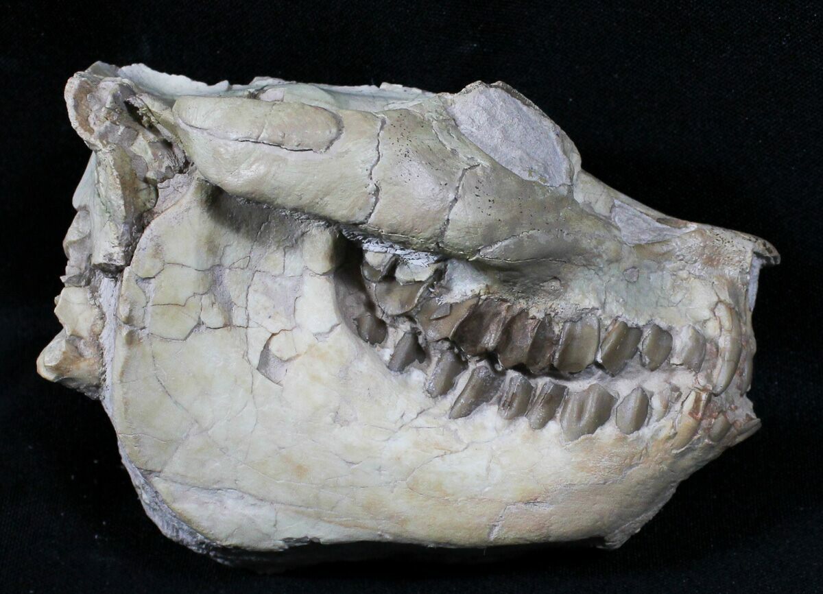 Sweet 4.4" Oreodont (Leptauchenia) Skull For Sale (#31522) - FossilEra.com