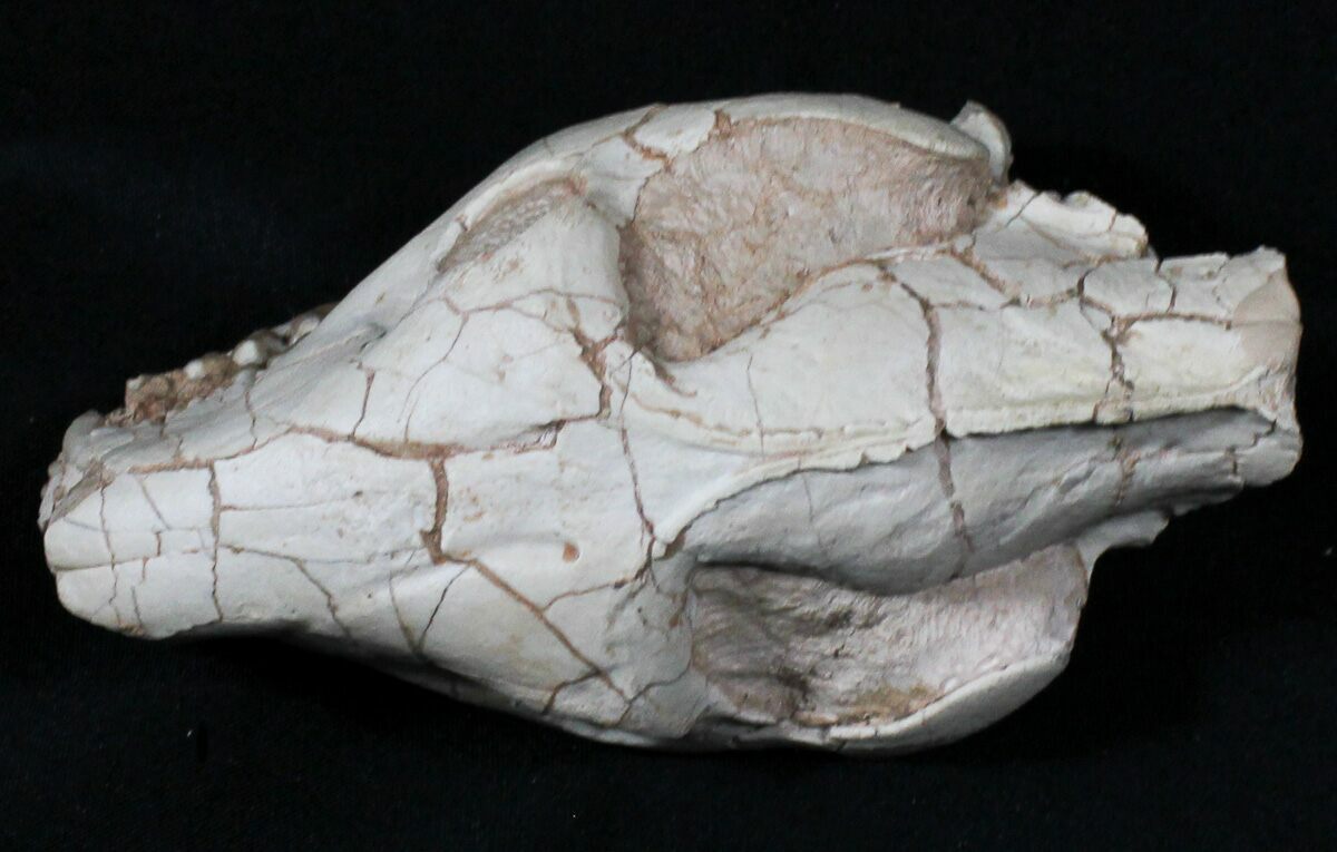 5.4" Oreodont (Merycoidodon gracilis) Skull - South Dakota For Sale ...