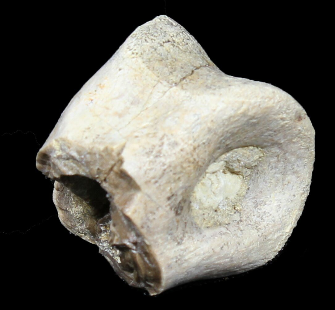 Partial Theropod Toe Bone - Texas For Sale (#31545) - FossilEra.com