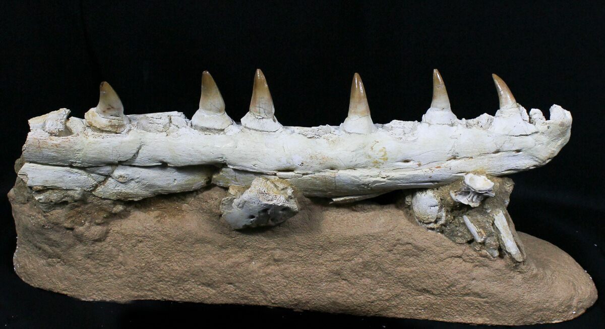 Beautifully Prepared 14.5" Mosasaur Jaw Section For Sale (#31589 ...