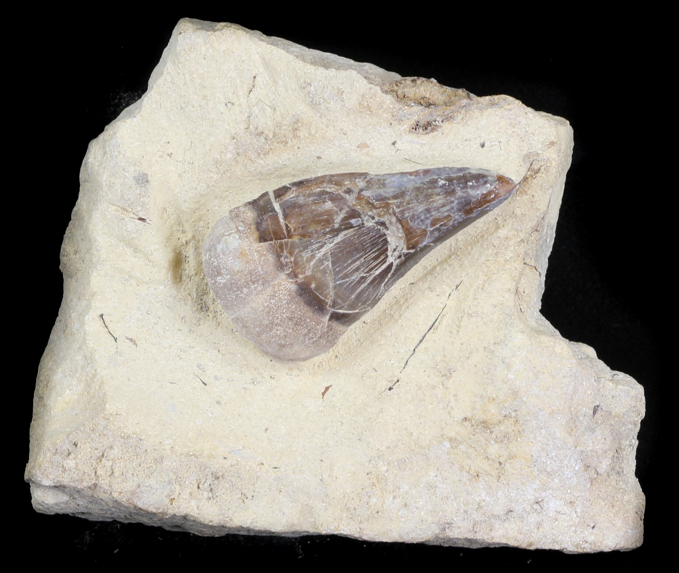 1.25" Tylosaurus Tooth - Smoky Hill Chalk, Kansas For Sale (#31647 ...