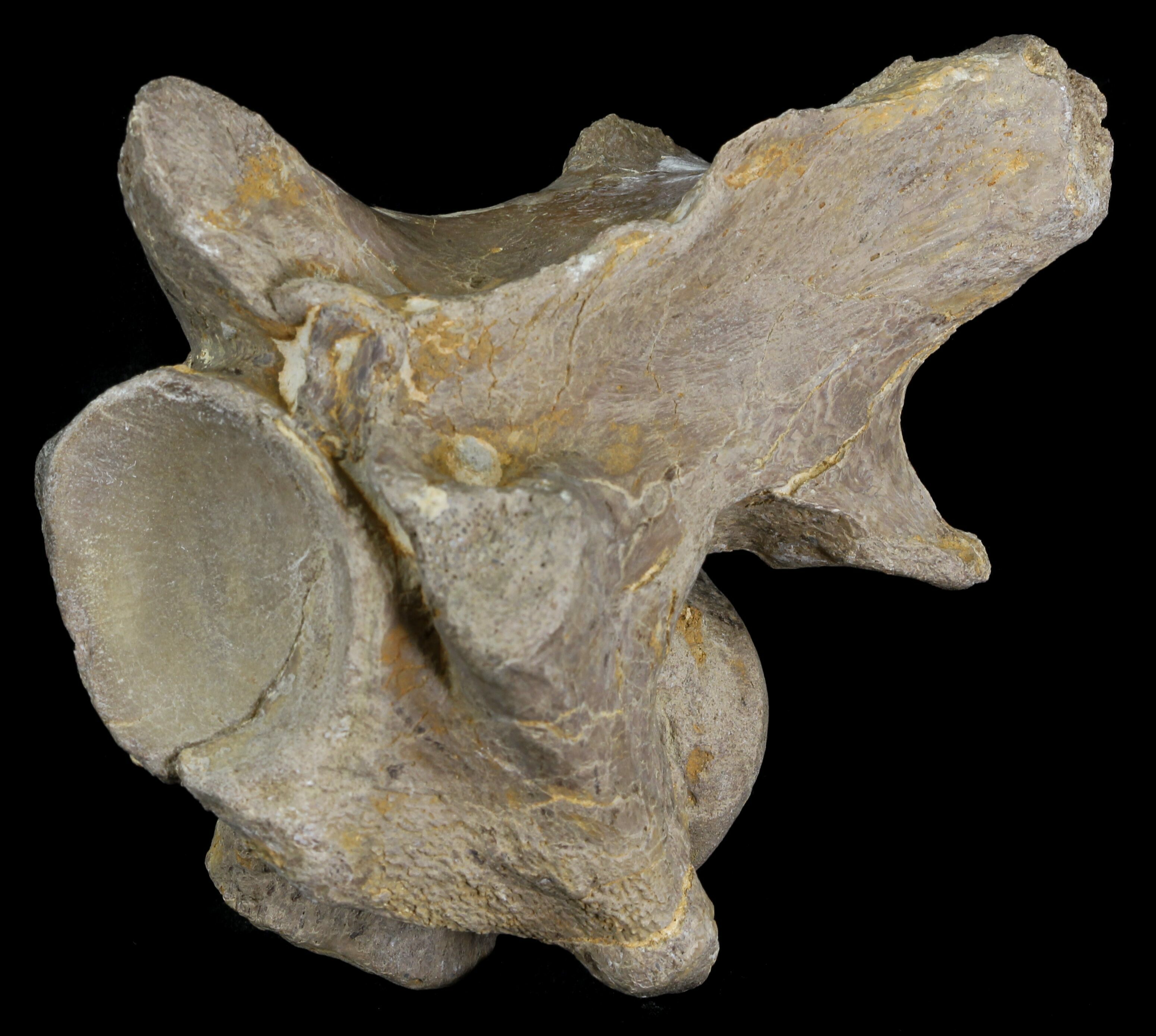 3.8" Mosasaur (Platecarpus) Dorsal Vertebrae - Kansas For Sale (#31648 ...