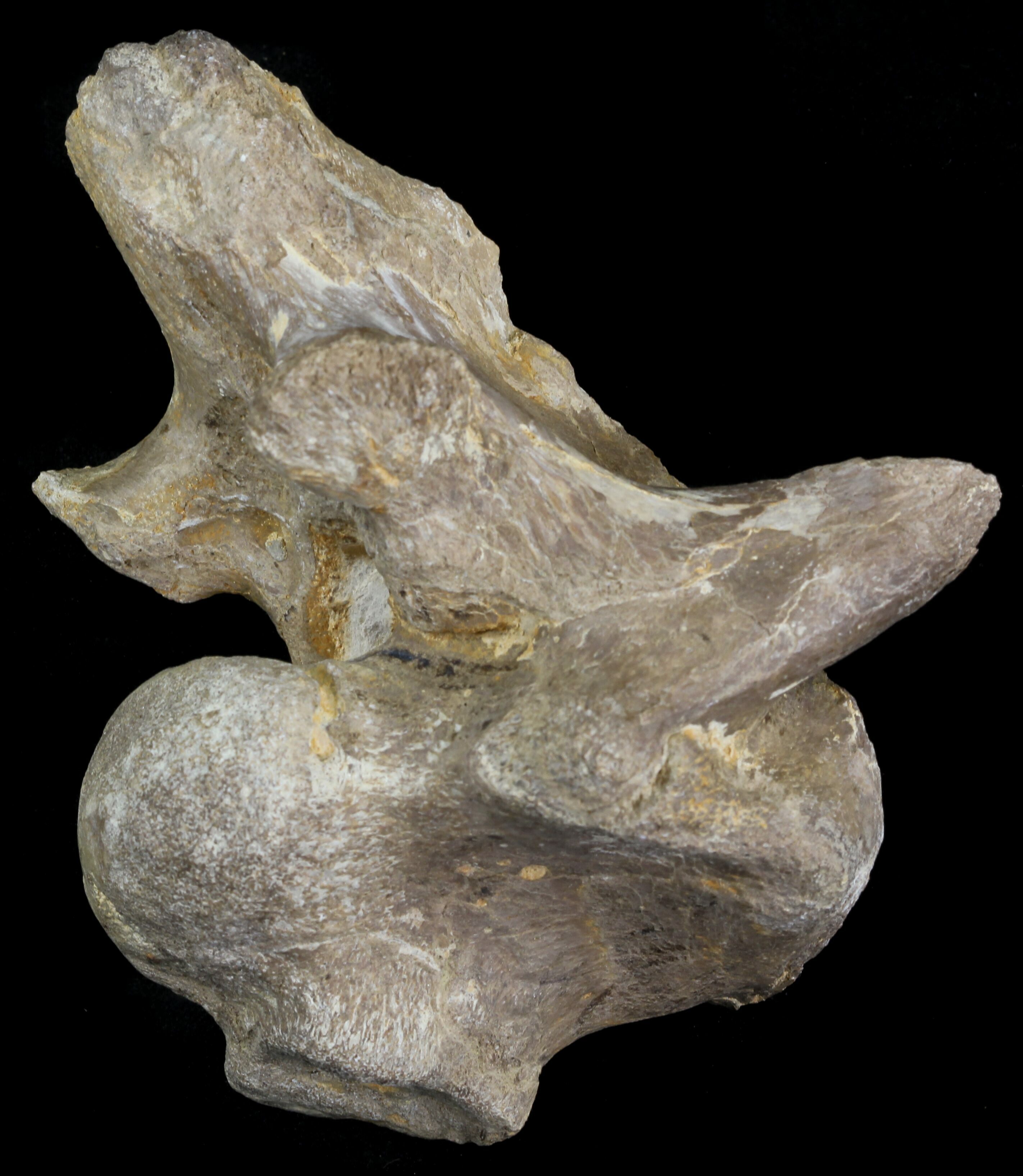 3.8" Mosasaur (Platecarpus) Dorsal Vertebrae - Kansas For Sale (#31648 ...