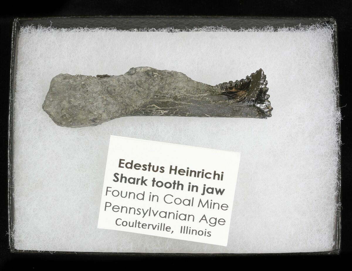 Bizarre Edestus Shark Tooth In Jaw Section - Carboniferous For Sale ...