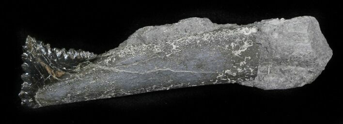 Bizarre Edestus Shark Tooth In Jaw Section - Carboniferous For Sale ...