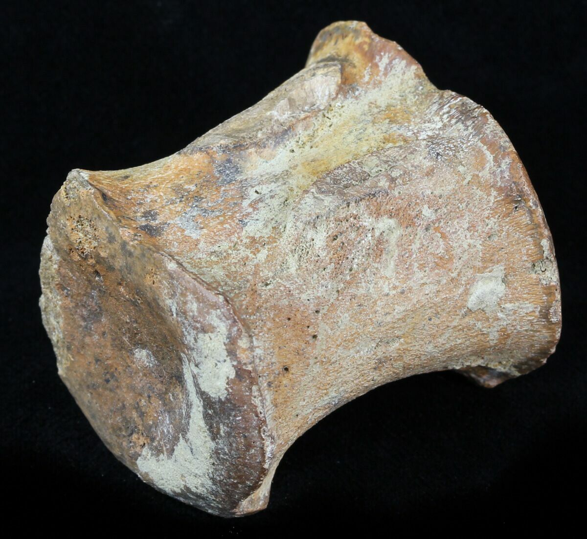 Well Preserved 1.6" Hadrosaur Caudal Vertebrae - Texas For Sale (#31723 ...