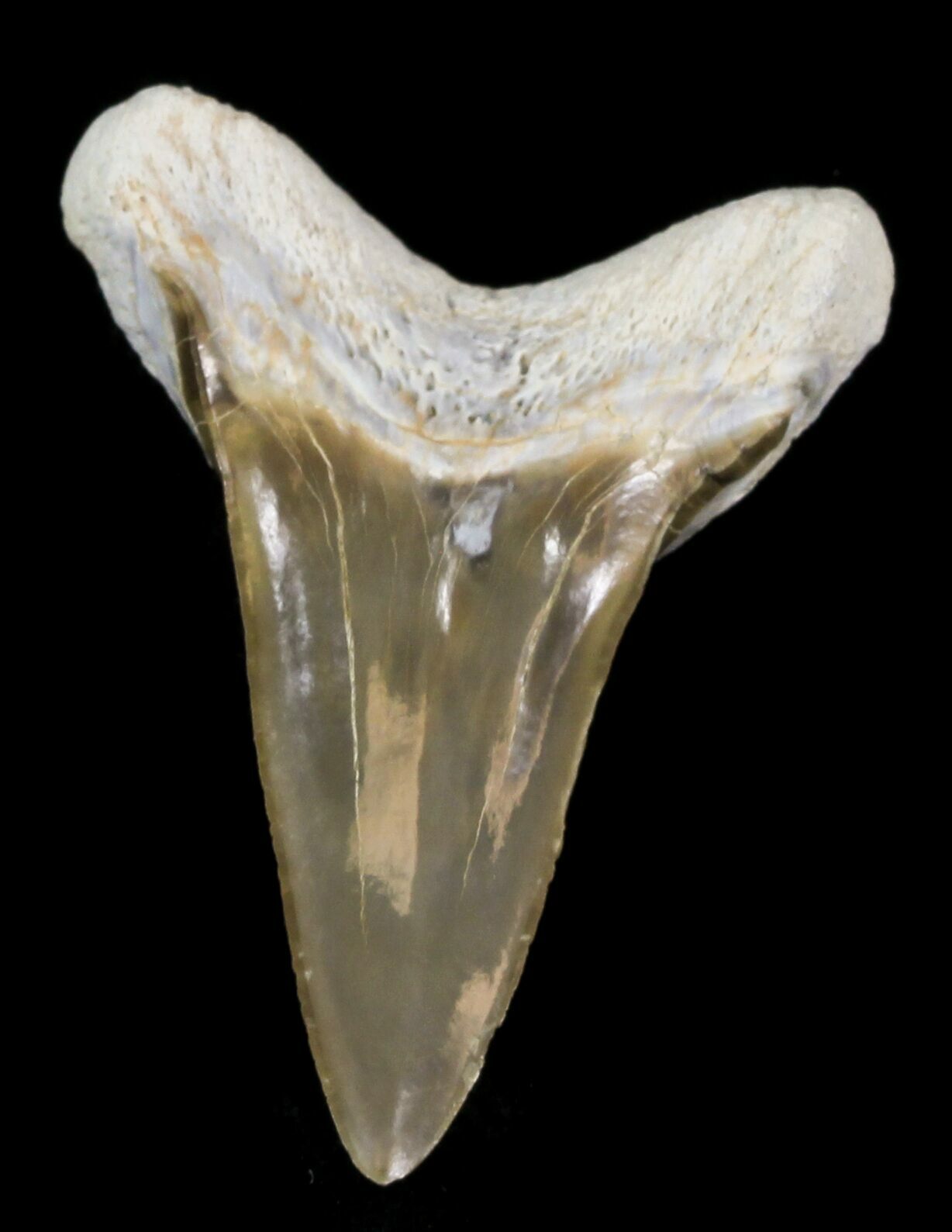 Excellent 1.60" Cretoxyrhina Shark Tooth - Kansas For Sale (#31635 ...