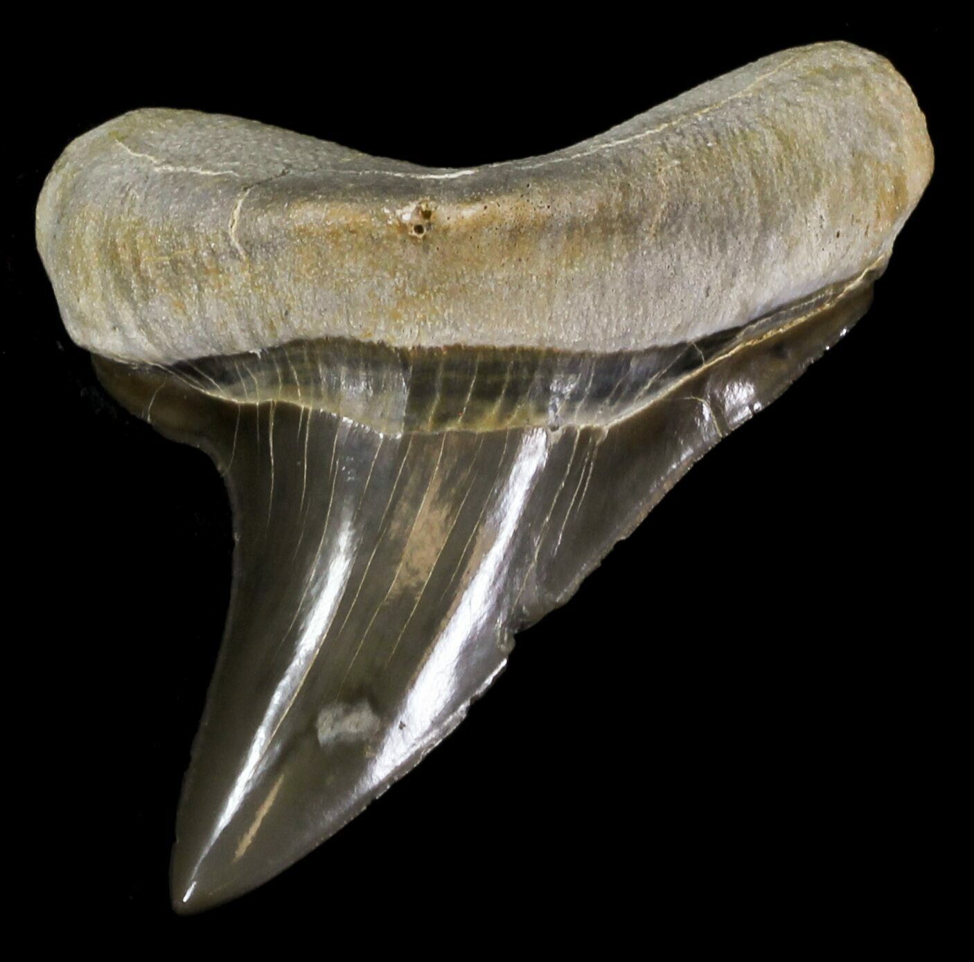 Nice 1.82" Cretoxyrhina Shark Tooth - Kansas For Sale (#31636 ...