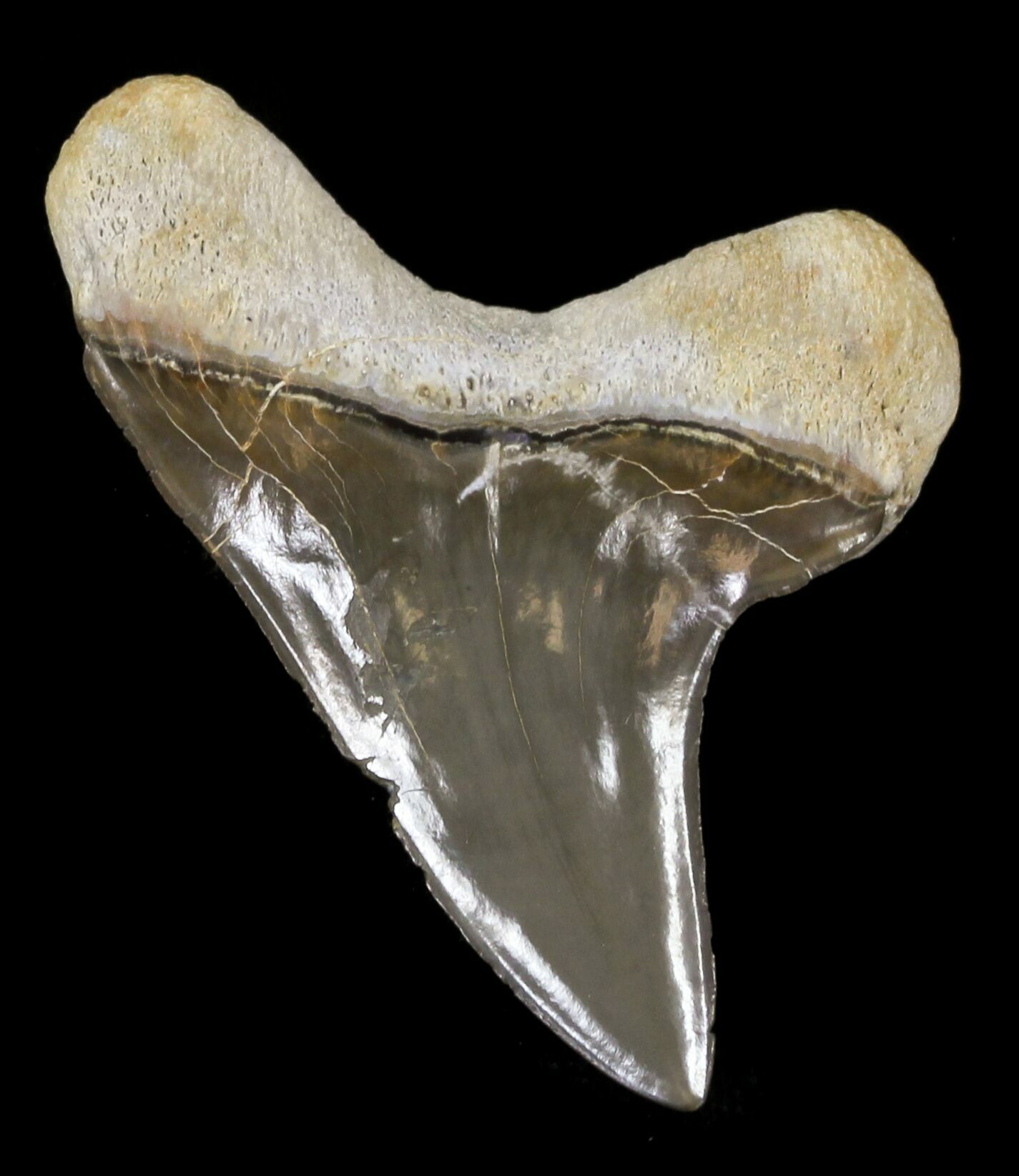 Nice 1.82" Cretoxyrhina Shark Tooth - Kansas For Sale (#31636 ...