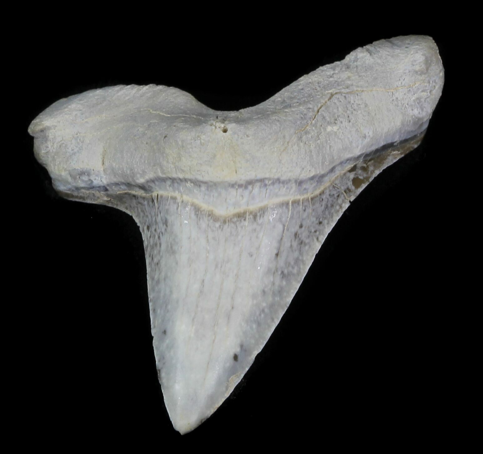 1.67" Cretaceous Cretoxyrhina Shark Tooth - Kansas For Sale (#31642 ...