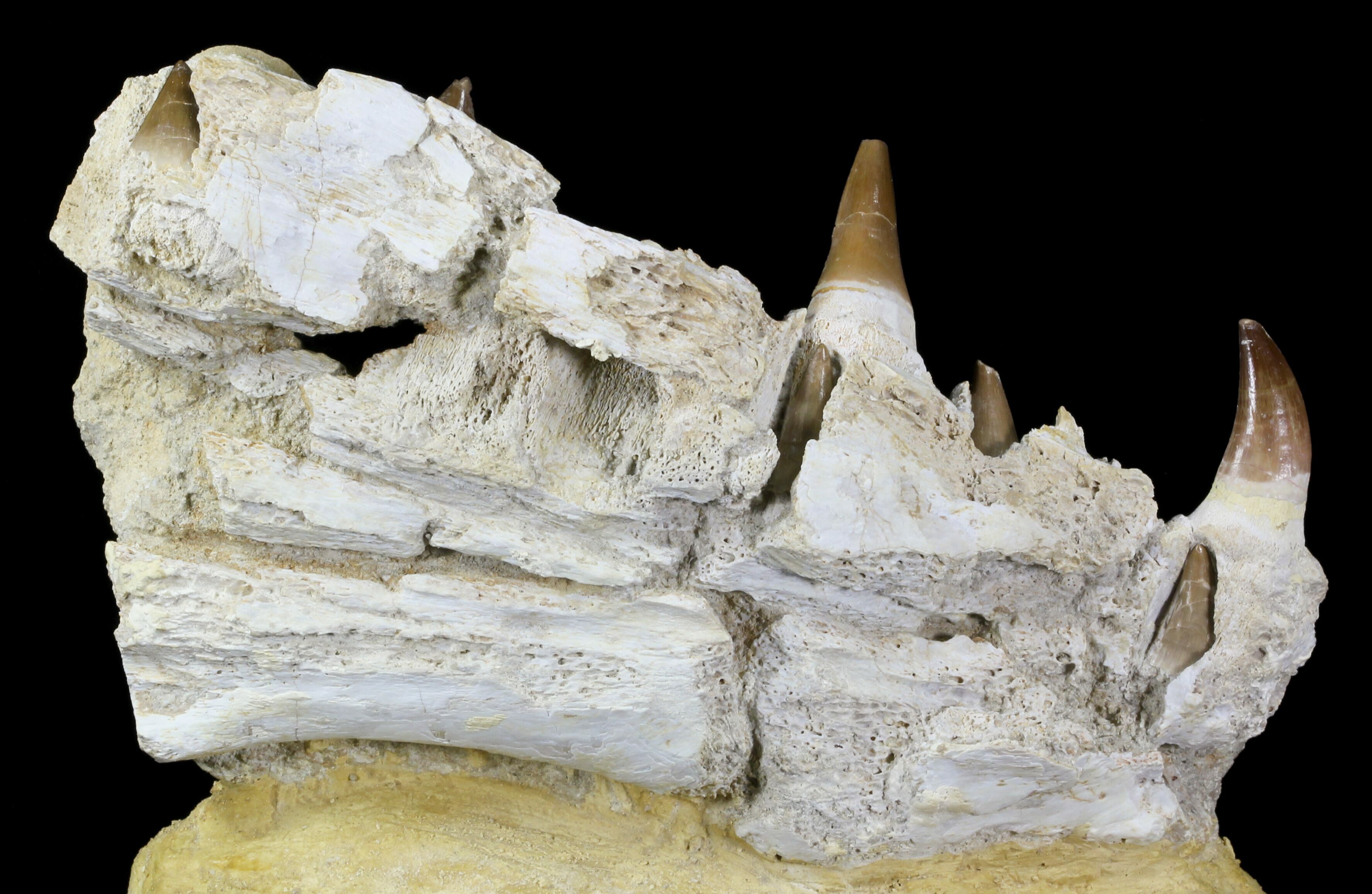 Really Cool 8.1" Mosasaur (Eremiasaurus) Jaw Section For Sale (#31775 ...