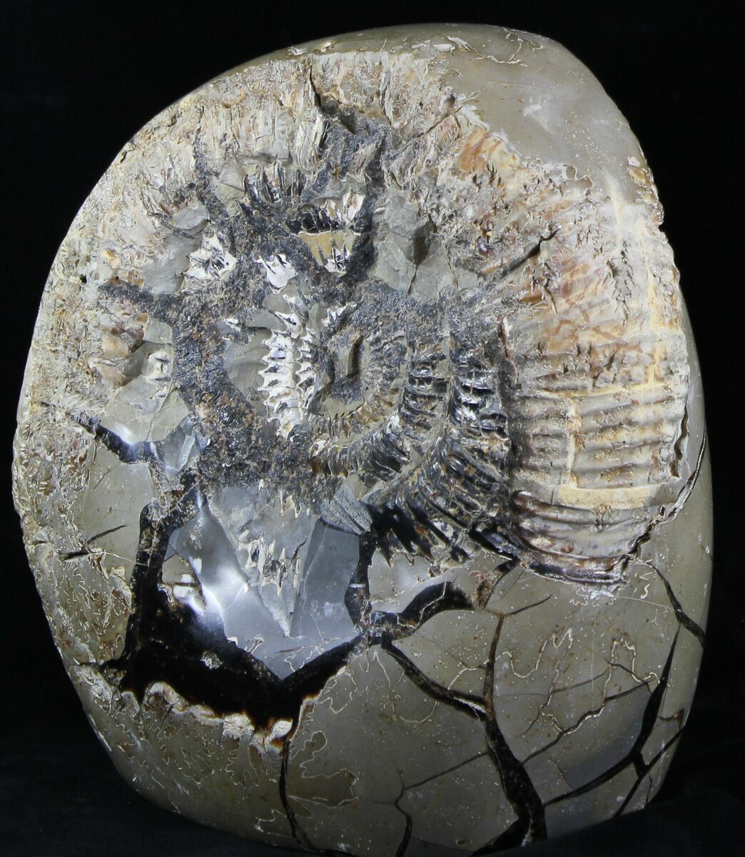 Large Ammonite Fossil In Septarian Nodule - Madagascar For Sale (#31830 ...
