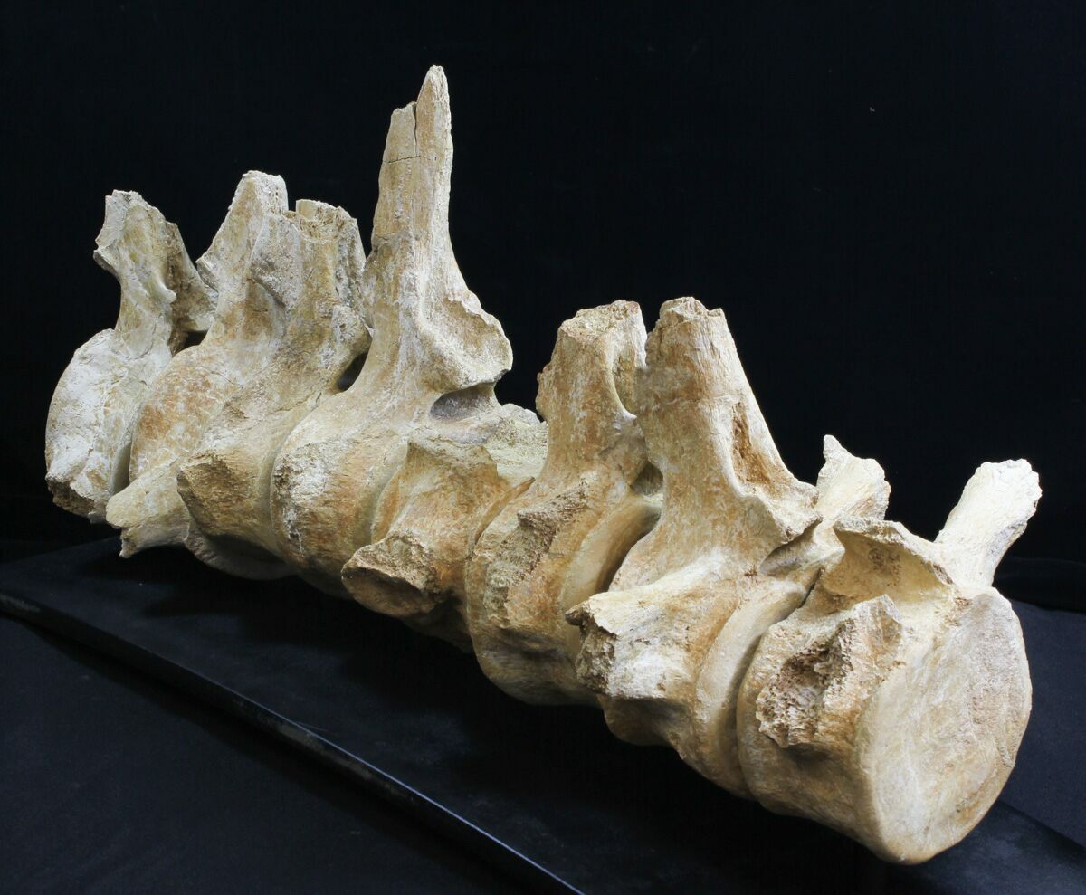 8 Large Plesiosaur (Zarafasaura) Vertebra On Metal Stand For Sale ...