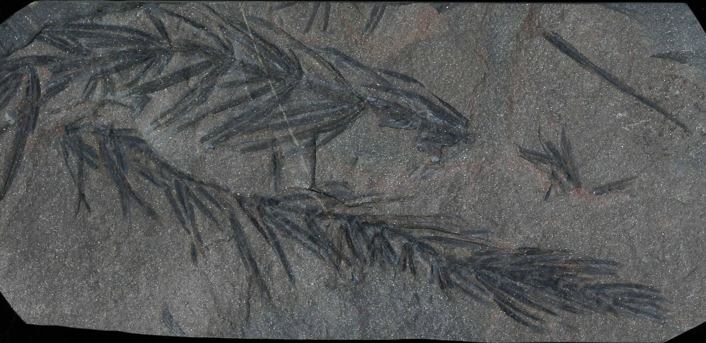 Pennsylvanian Horsetail (Asterophyllites) Fossil - France For Sale ...