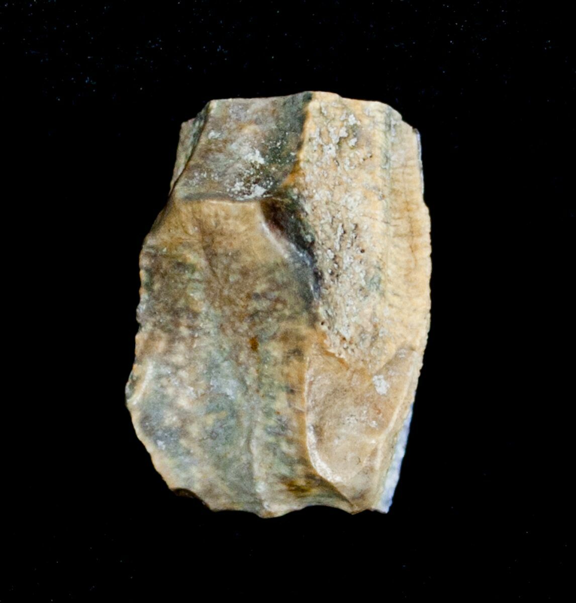 Kritosaurus (Hadrosaur) Tooth - Two Medicine Formation For Sale (#3863 ...