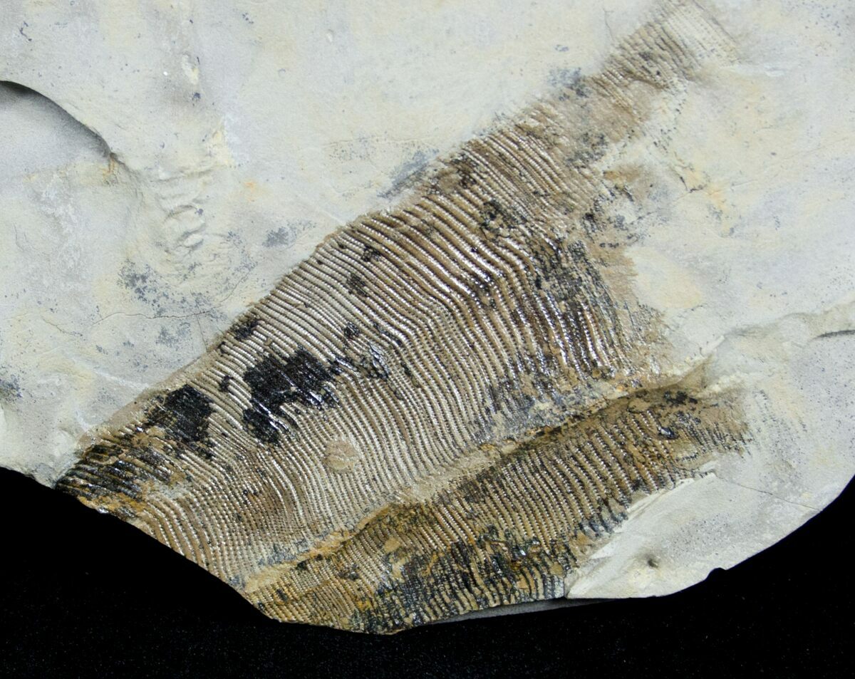 Unusual Association Dalmanites, Conularid & Bryozoan For Sale (#3867 ...