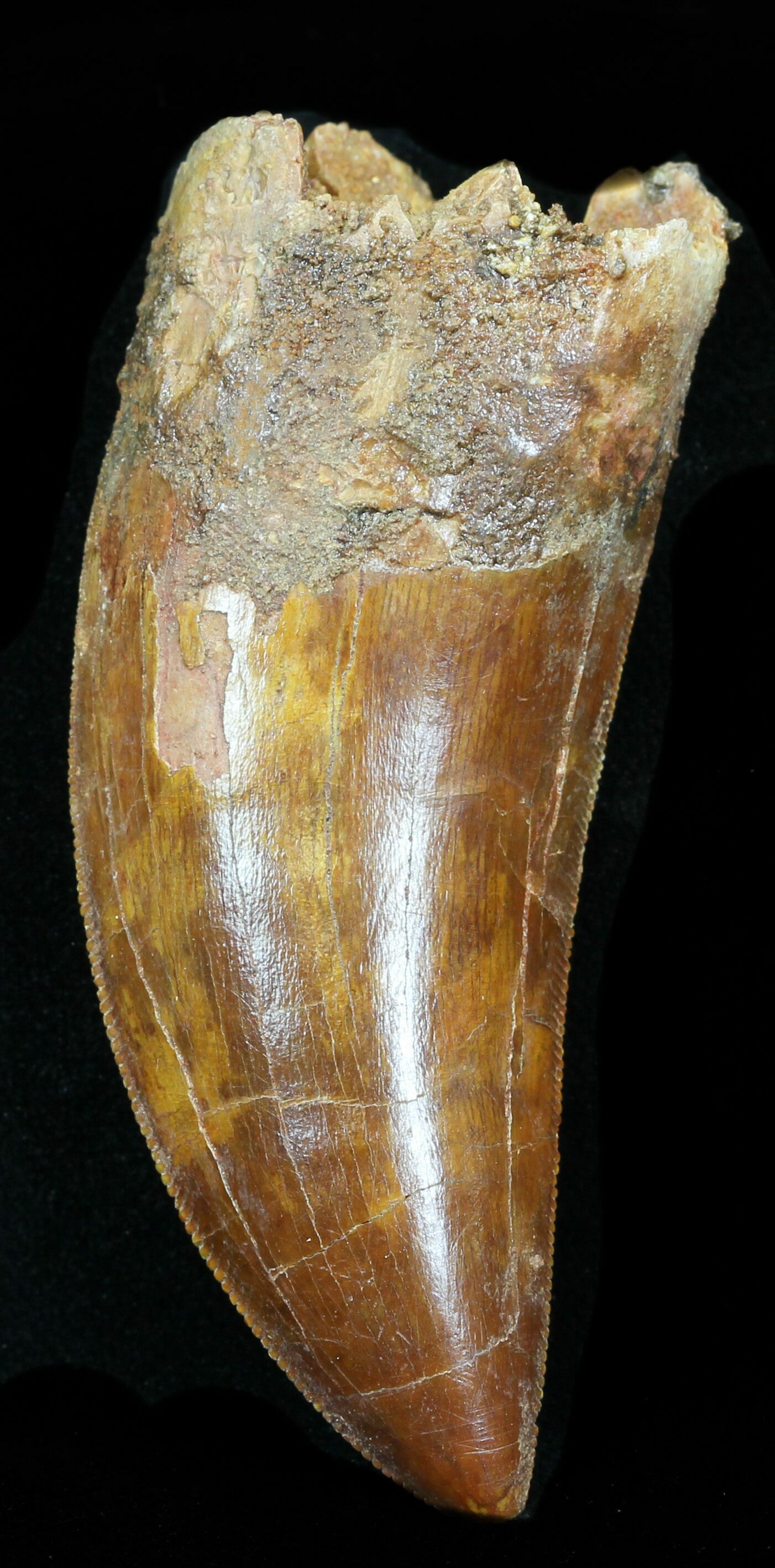 Curved 2.61" Carcharodontosaurus Tooth - Serrated For Sale (#32410 ...