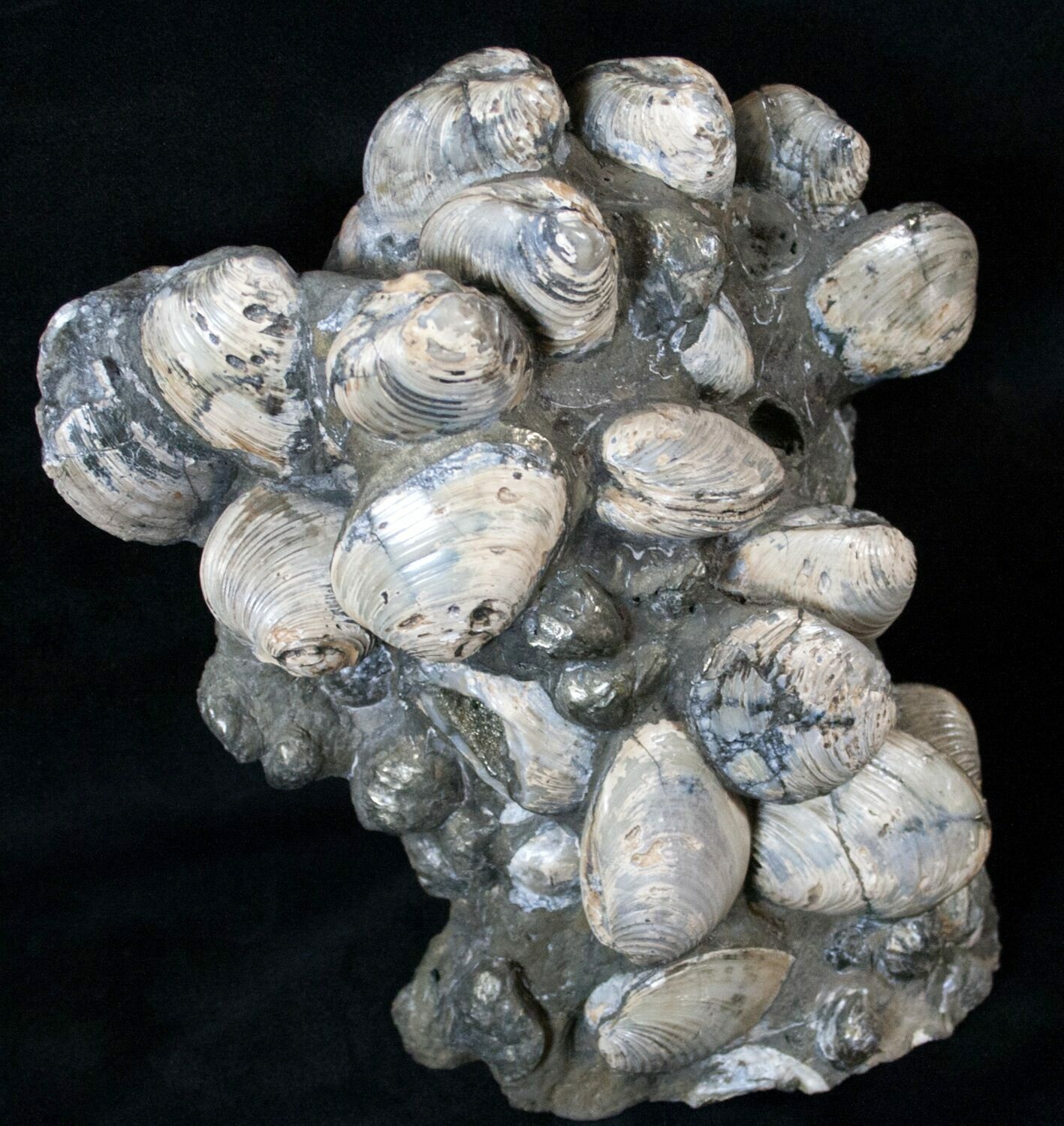 7" Tall Cretaceous Fossil Clam Cluster - Russia For Sale (#15591 ...