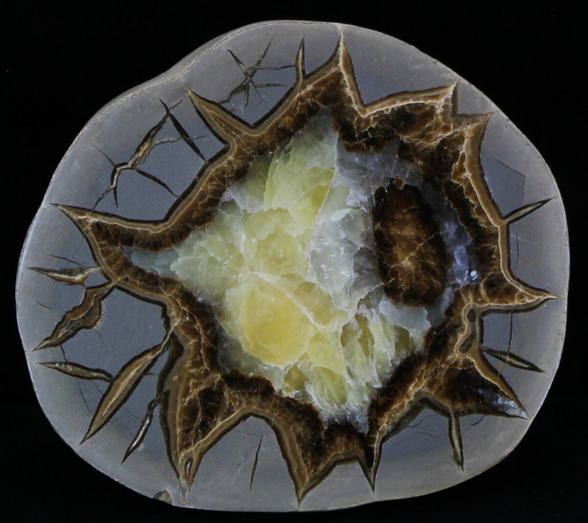 4.6" Polished Septarian Nodule (Half) - Utah For Sale (#33111 ...