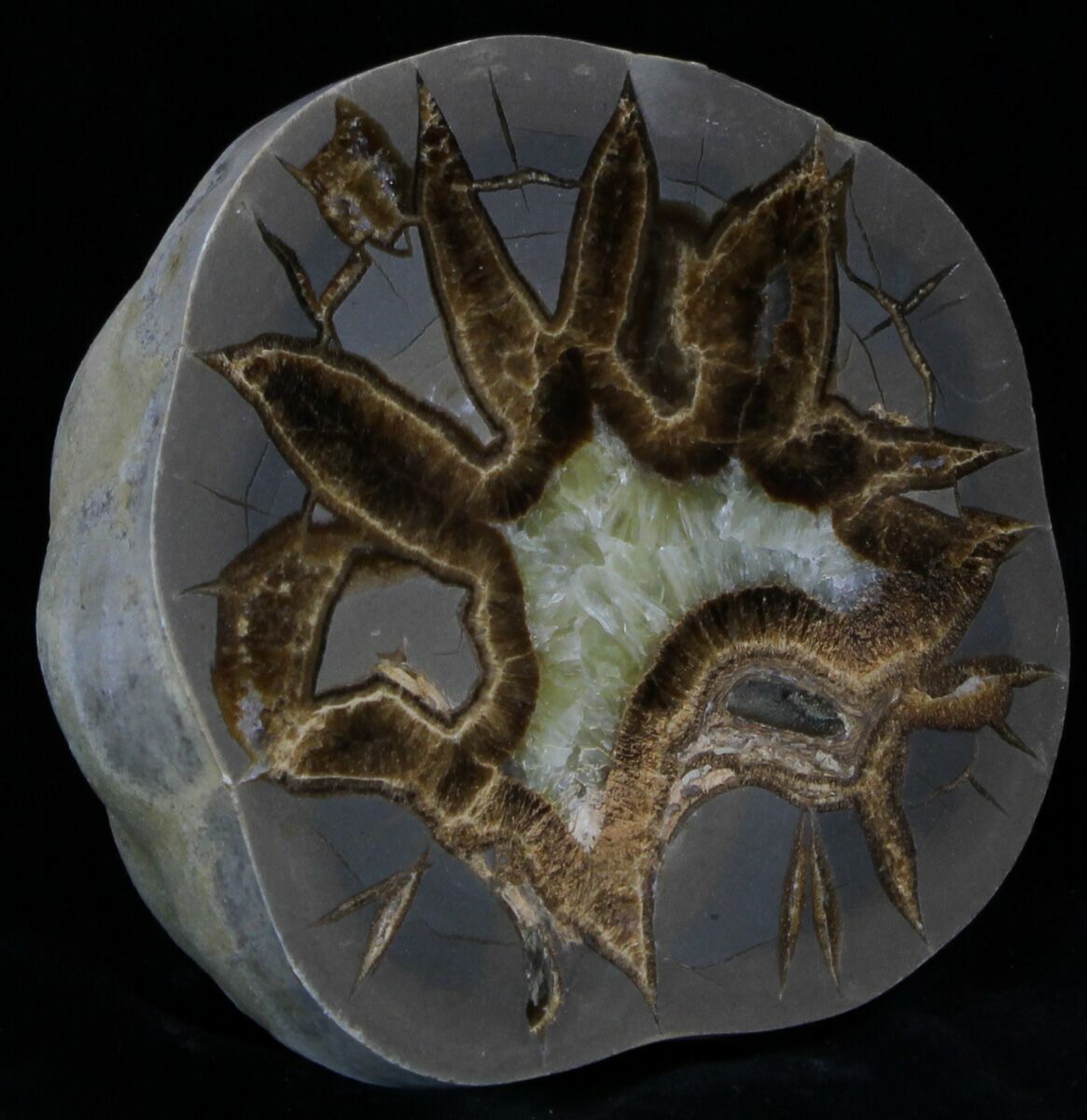 4.3" Polished Septarian Nodule (Half) - Utah For Sale (#33113 ...