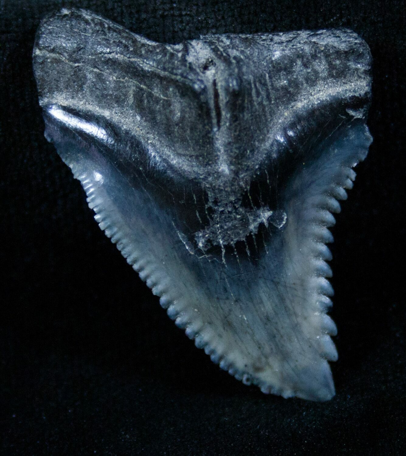 Large Hemipristis Shark Tooth Fossil For Sale (#3918) - FossilEra.com
