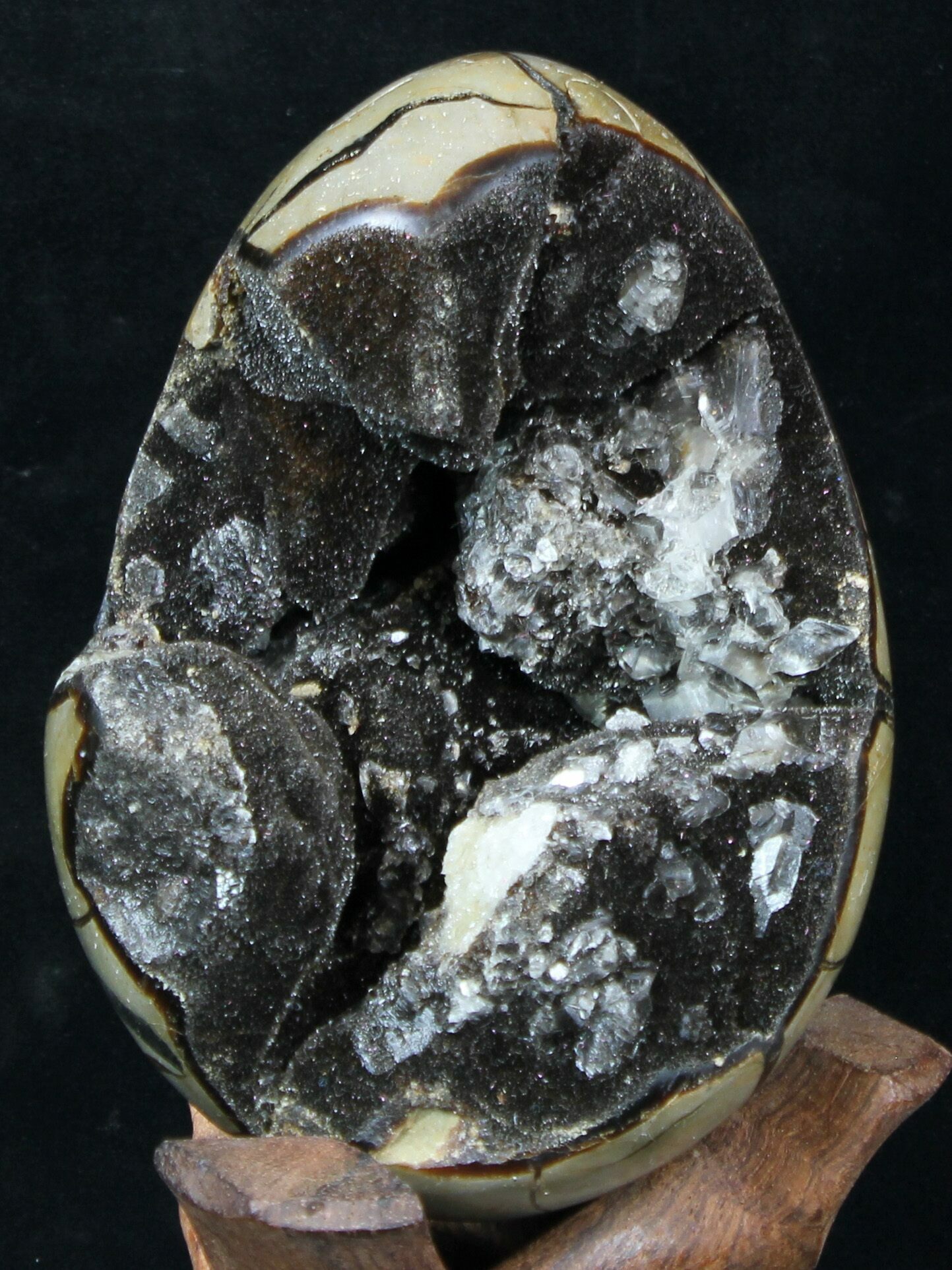 4.9" Septarian "Dragon Egg" Geode - Black Calcite & Barite For Sale ...