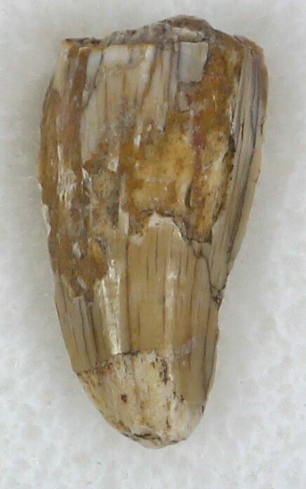 .69" Dimetrodon Tooth - Texas For Sale (#33599) - FossilEra.com