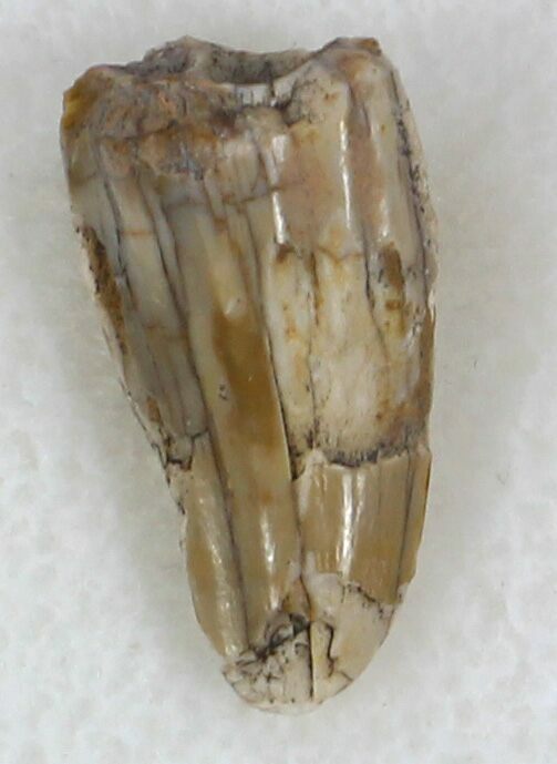 .69" Dimetrodon Tooth - Texas For Sale (#33599) - FossilEra.com