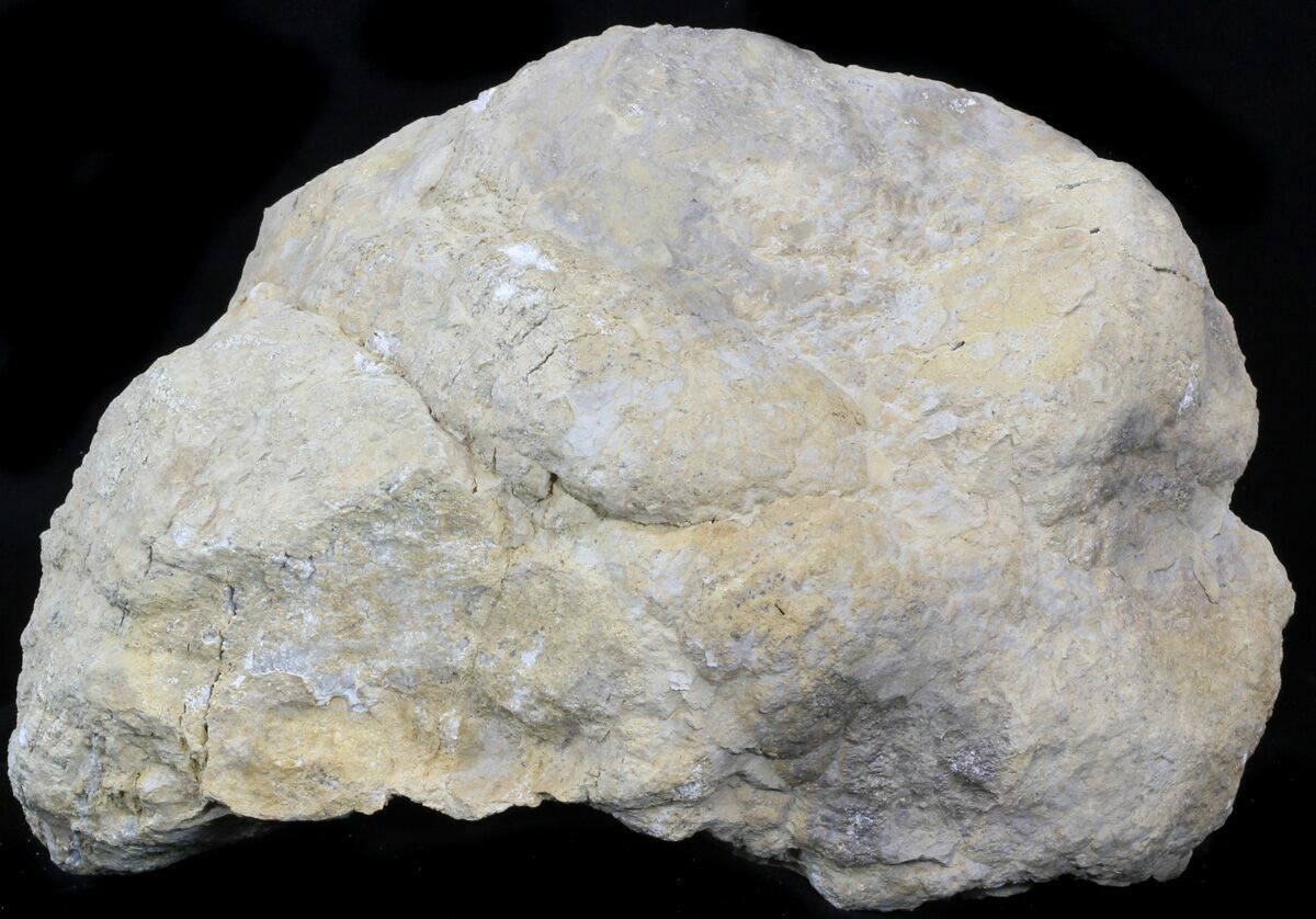 9" Large, Whole/Unbroken Keokuk Geode For Sale (#33967) - FossilEra.com