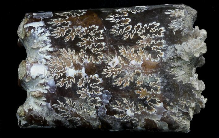 1.7" Fossil Baculites Section - South Dakota For Sale (#33871 ...