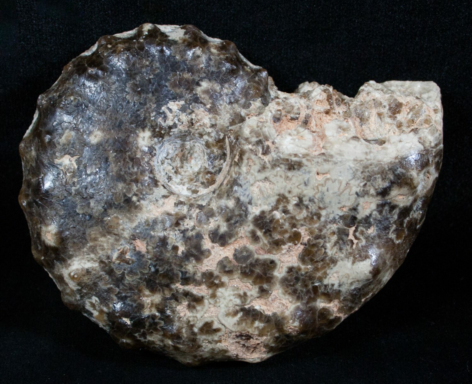 3 1/4" Mammites Nodosoides Ammonite - Morocco For Sale (#3952 ...