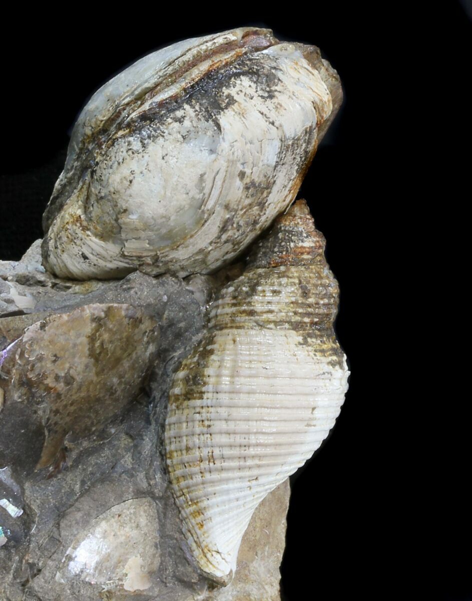 Fossil Gastropod, Clam & Ammonite Association - SD For Sale (#34171 ...