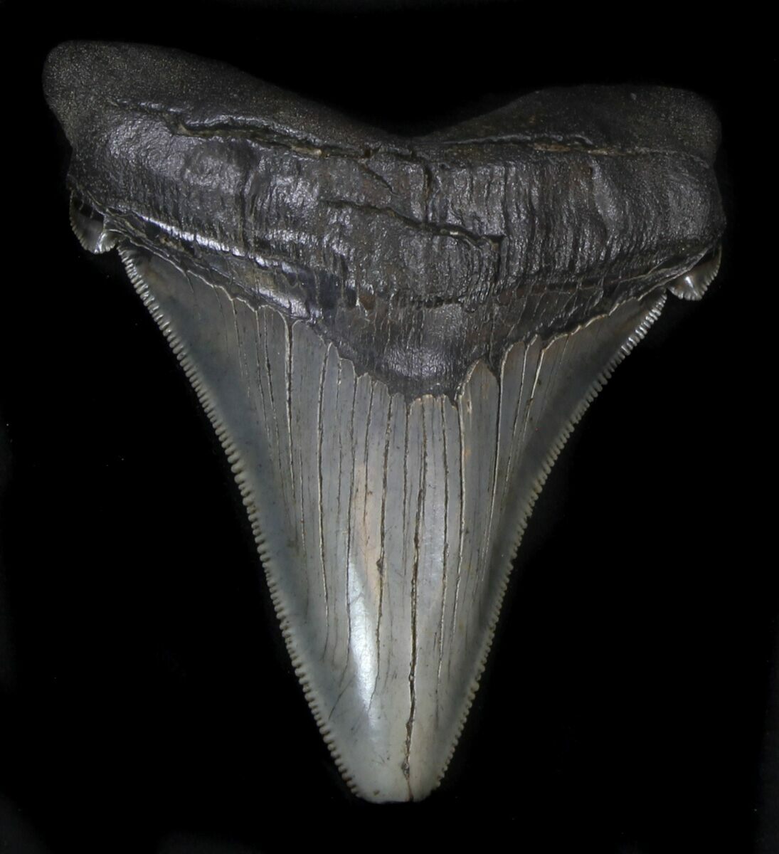 Huge 4.12" Angustidens Tooth - Megalodon Ancestor For Sale (#34362 ...