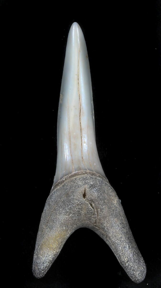 2.1" Large Sand Tiger Shark Tooth - Kazakhstan For Sale (#34564 ...