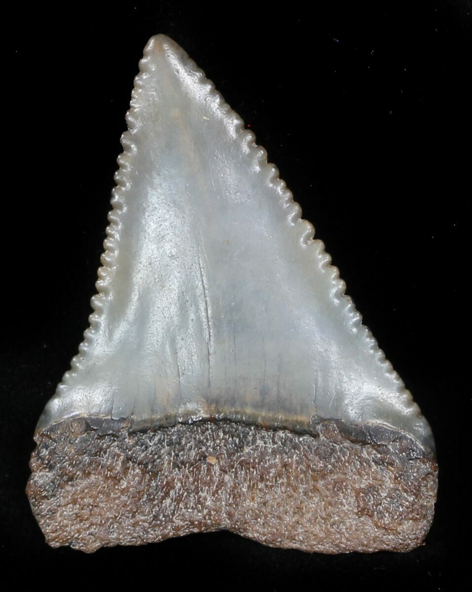 Serrated, 1.51" Fossil Great White Shark Tooth - Florida For Sale ...