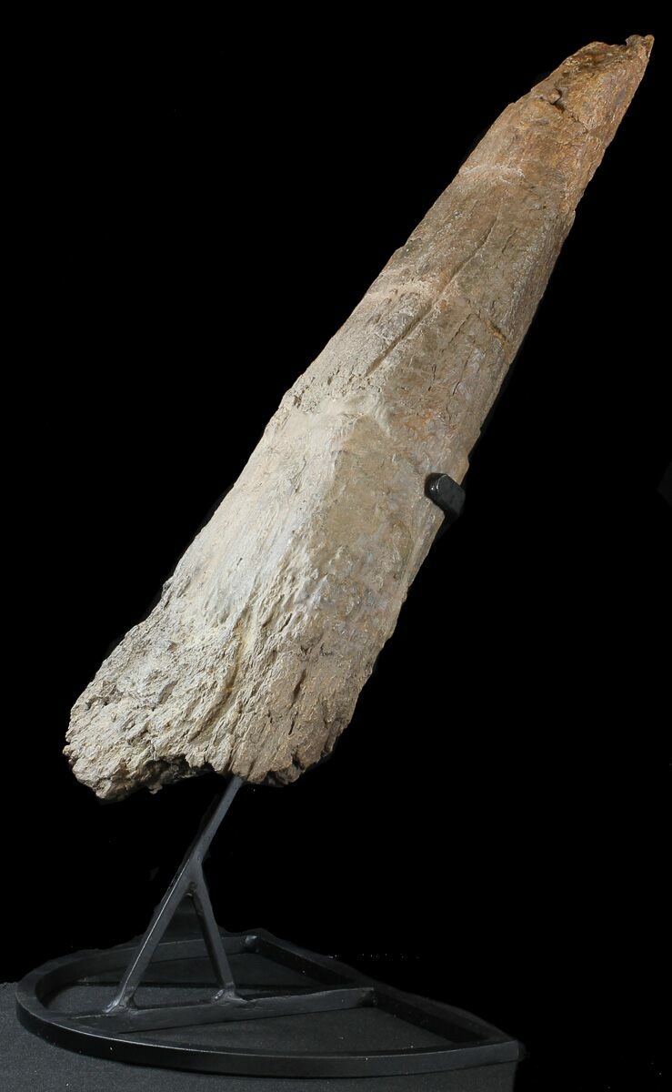 Impressive 17.5" Triceratops Horn With Stand - North Dakota For Sale ...