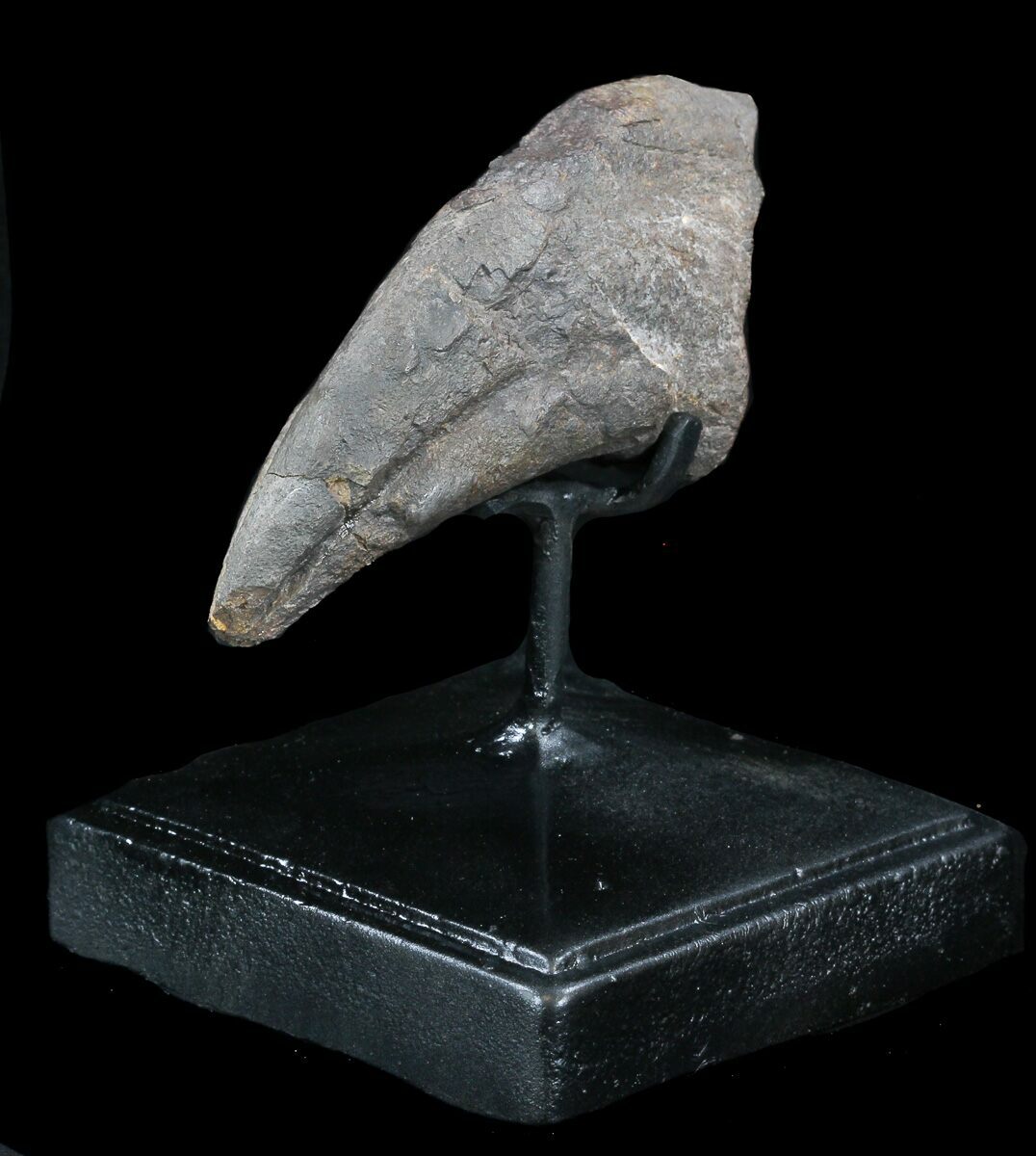 Killer 4.2" Allosaurus Toe Claw With Stand - Wyoming For Sale (#35162 ...