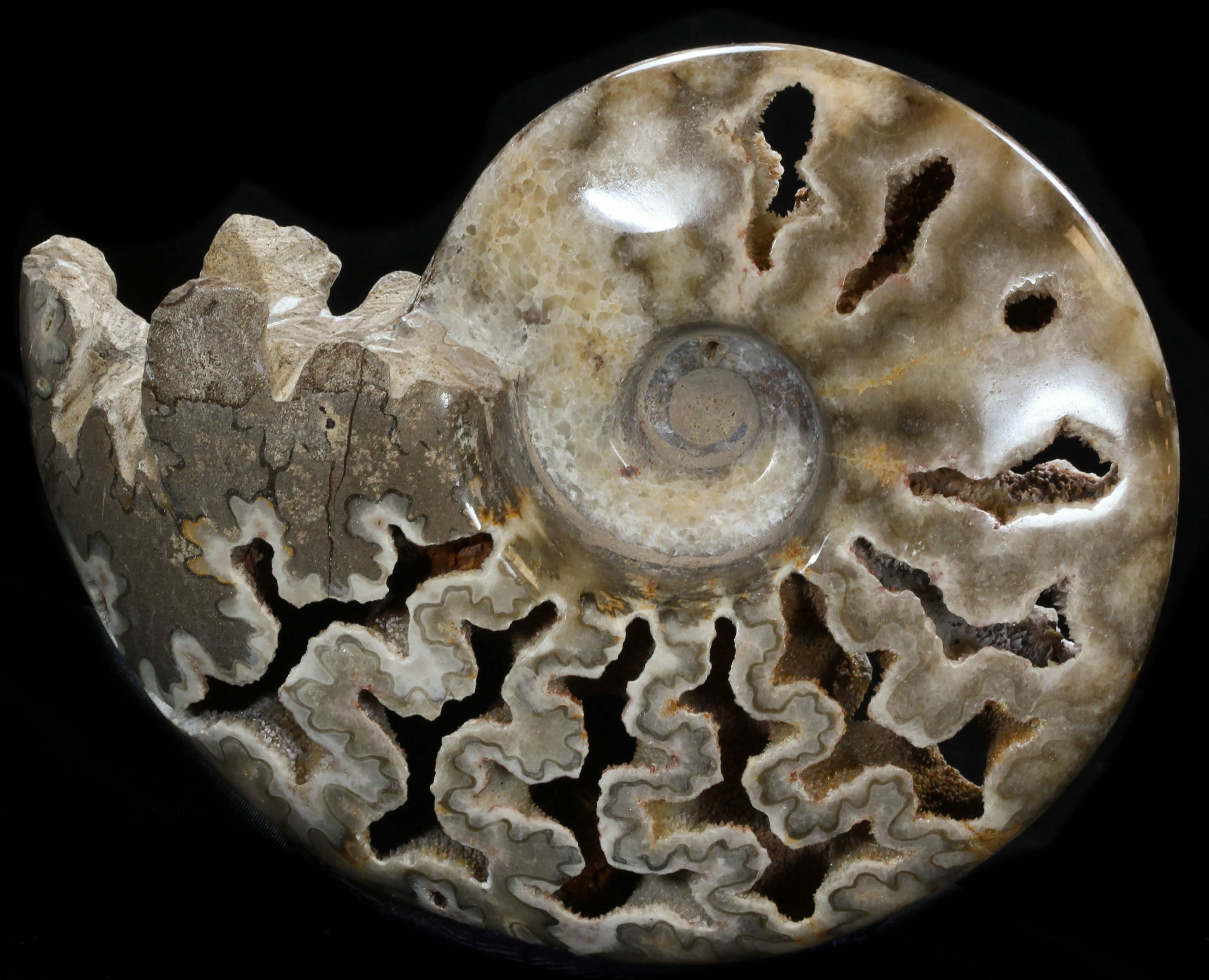 9.2" Polished Ammonite With Crystal Chambers - Morocco For Sale (#35286 ...
